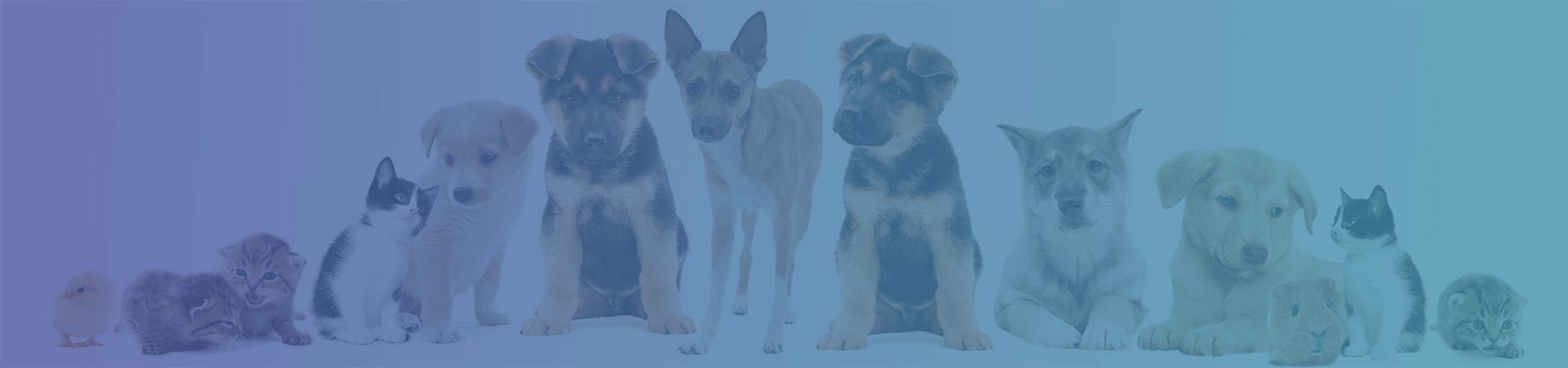 Testimonials - Slaton Veterinary Hospital