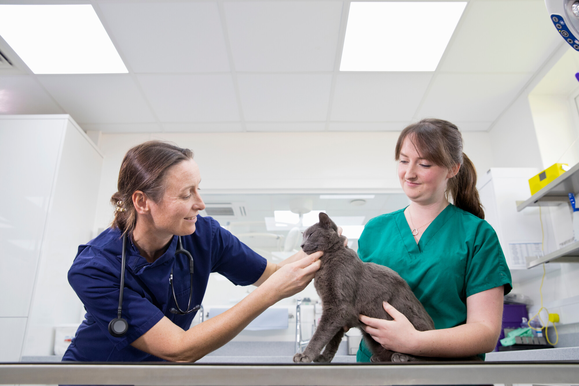 Pet Spaying and Neutering 101: Everything You Need to Know - Slaton ...