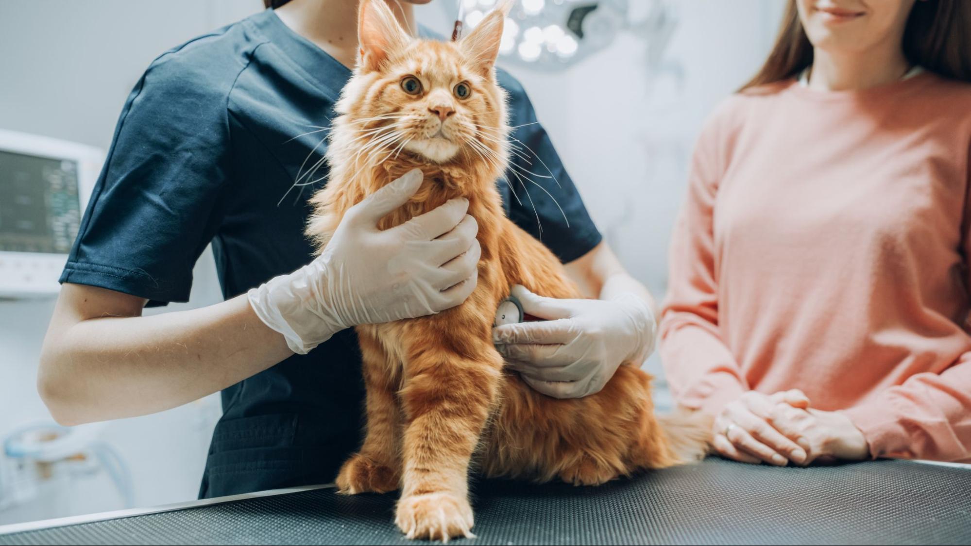 Purrfect Cat Care in Thousand Oaks: Feline Health Hub